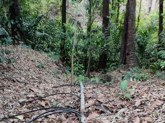 Project ‘Plant a Native’ - Green Works Trust